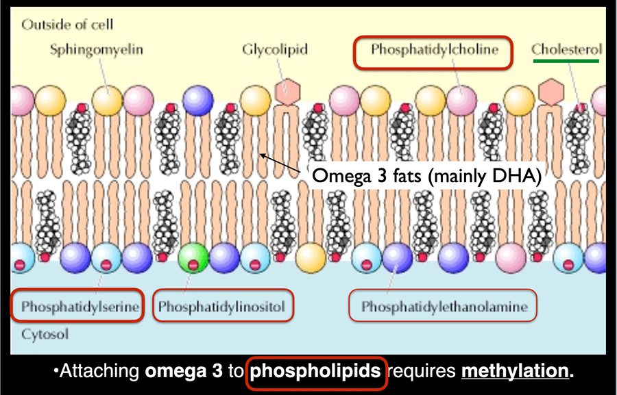 Increasing your brain fats starts today! - Food for the Brain