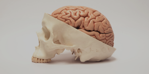 The Mouth and Brain Connection | Food for the Brain